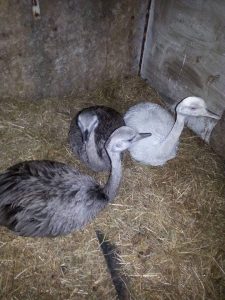 Raising Rhea Birds to Diversify - Backyard Poultry
